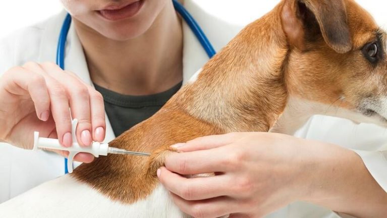 Hund chippen – so geht's! | tiergesund.ch
